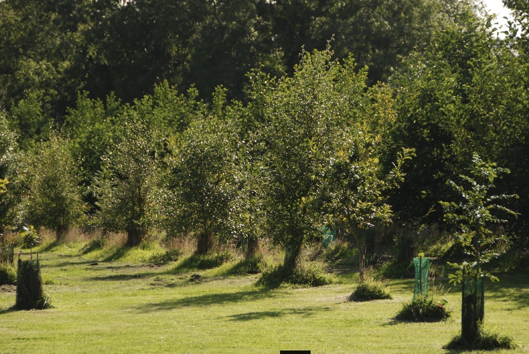 Tree growth rates :: Isle of Man Woodland Trust