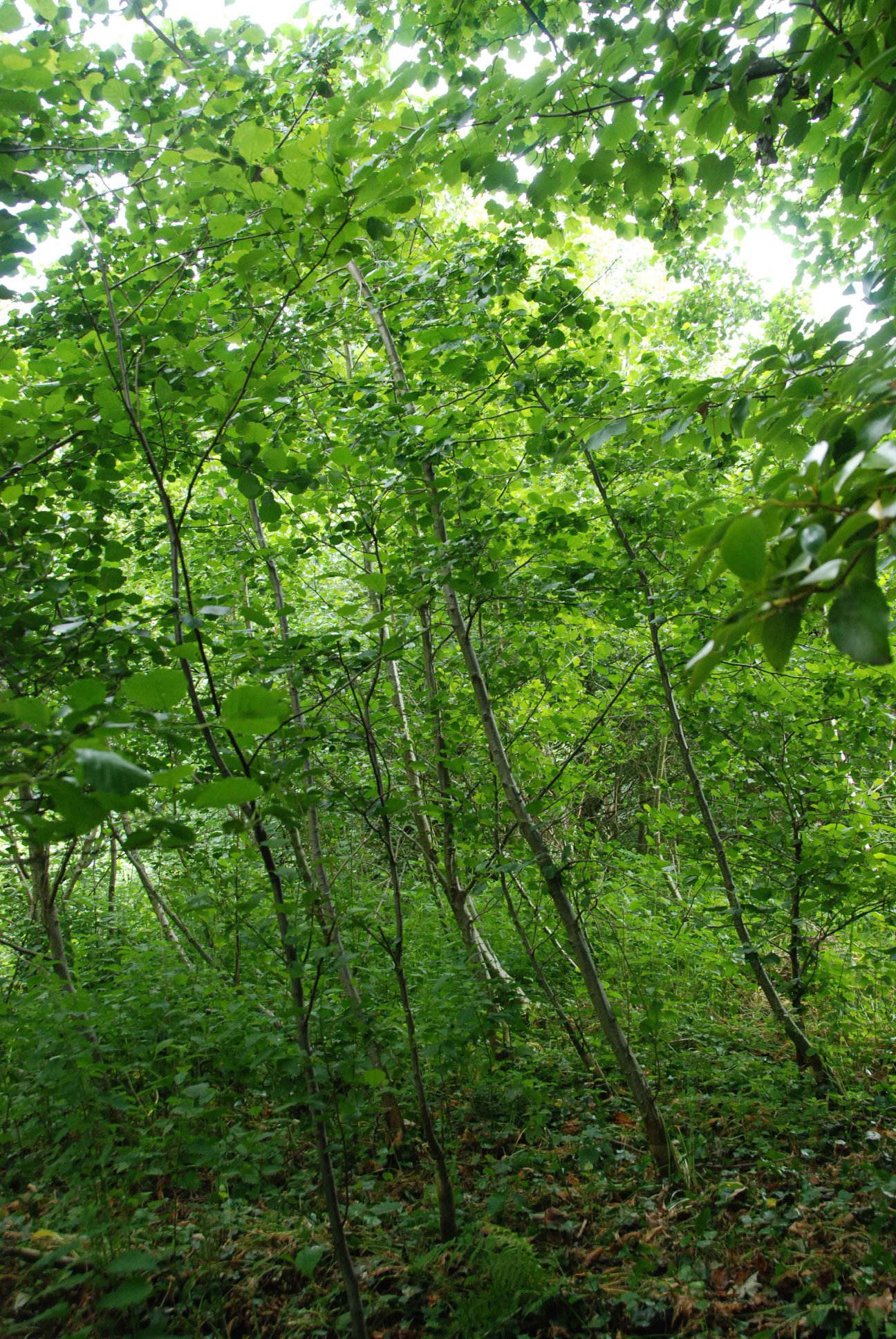 Our sites :: Isle of Man Woodland Trust